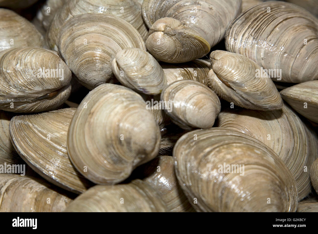 Shiny shells hi-res stock photography and images - Alamy