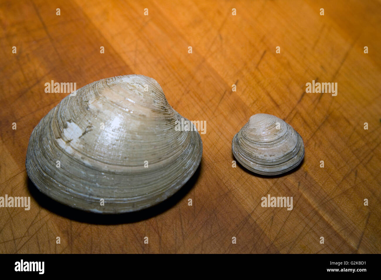Two clams hi-res stock photography and images - Alamy