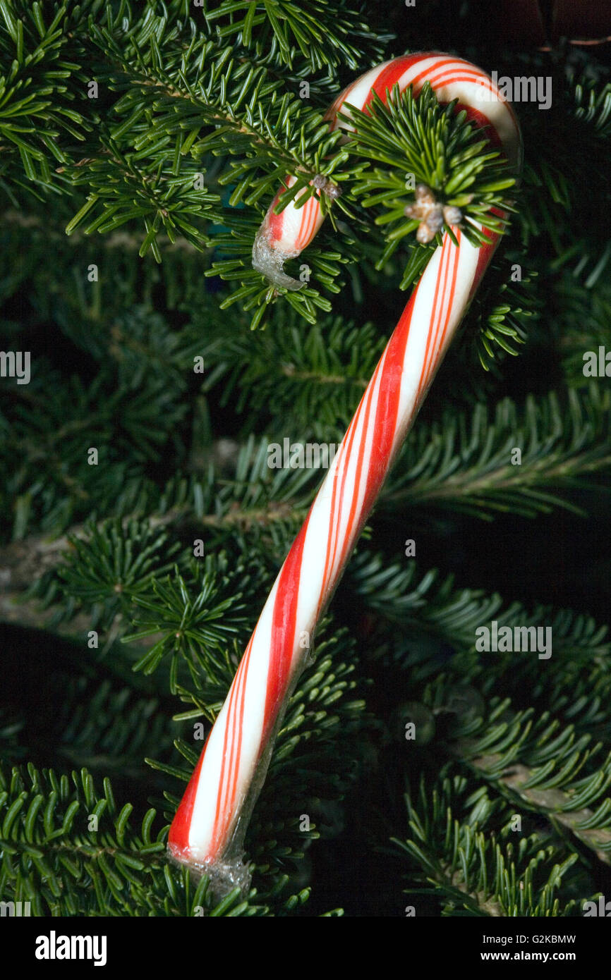 Candy Cane on Christmas Tree Stock Photo - Alamy