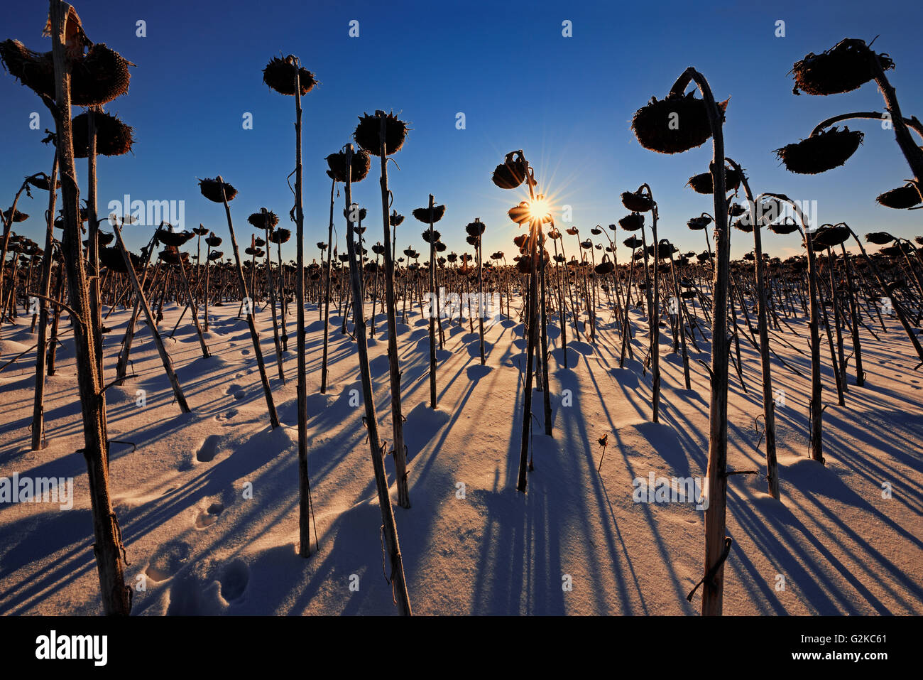 Anola hi-res stock photography and images - Alamy