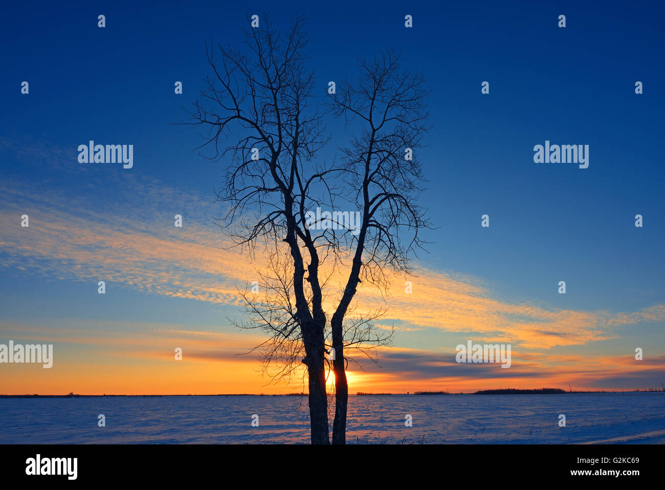 Cottonwood tree at sunrise Anola Manitoba Canada Stock Photo - Alamy