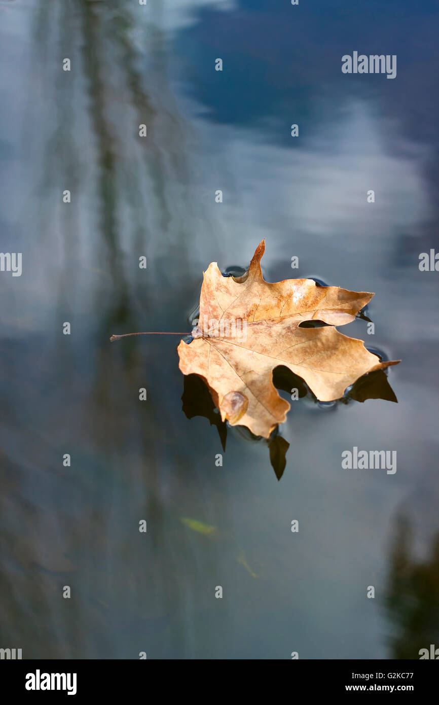 single floating brown leaf closeup with sky reflection in the water ...