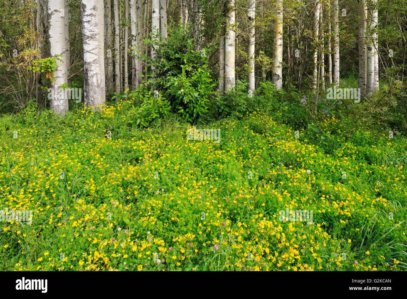 Aspen wildflowers hi-res stock photography and images - Alamy