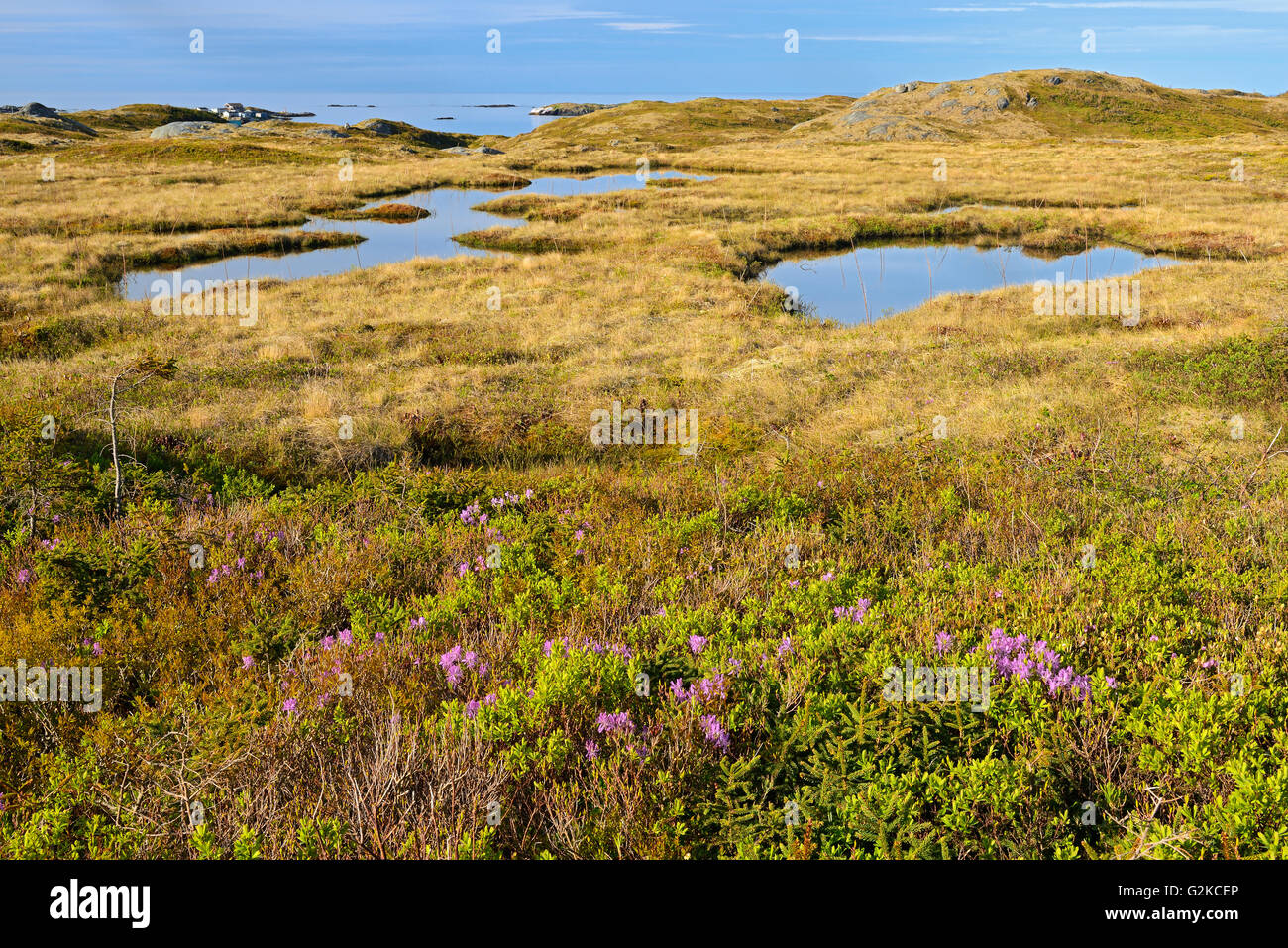 Laurel along the shoreline of the Cabot Strait Iles aux Morts ...