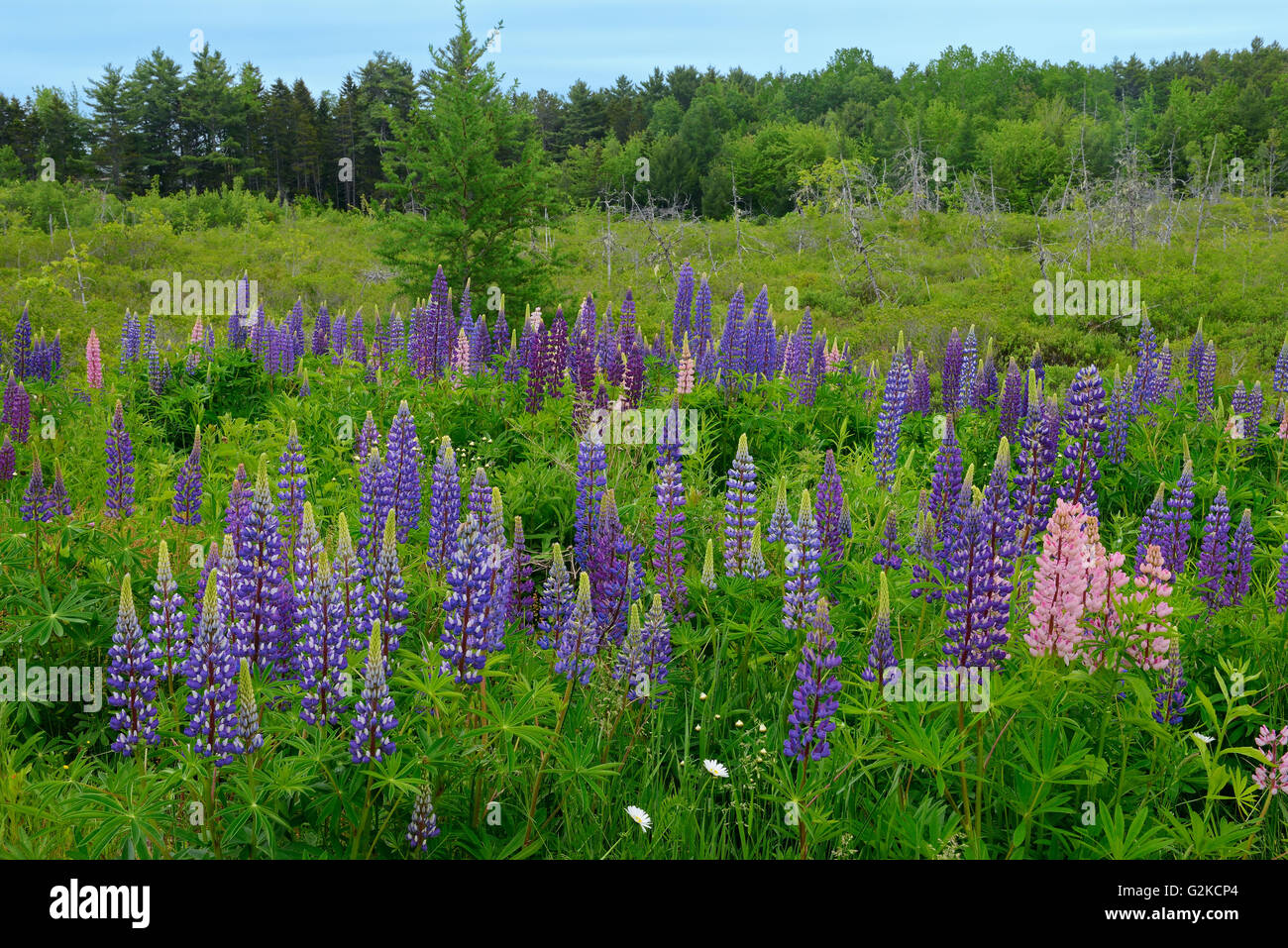 Lupinus sp hi-res stock photography and images - Alamy
