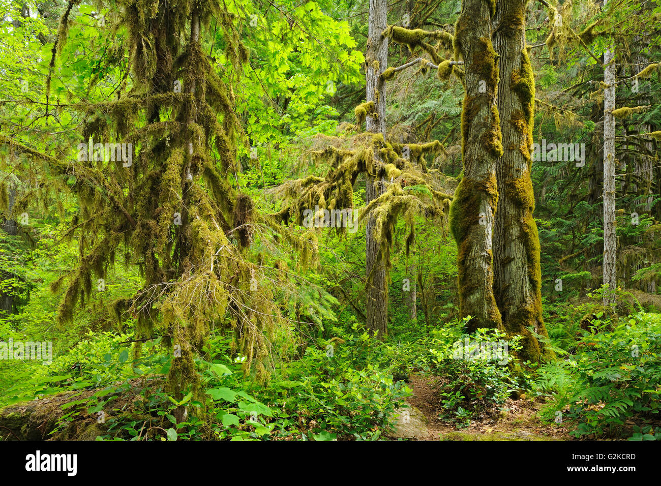 Second growth trees hi-res stock photography and images - Alamy