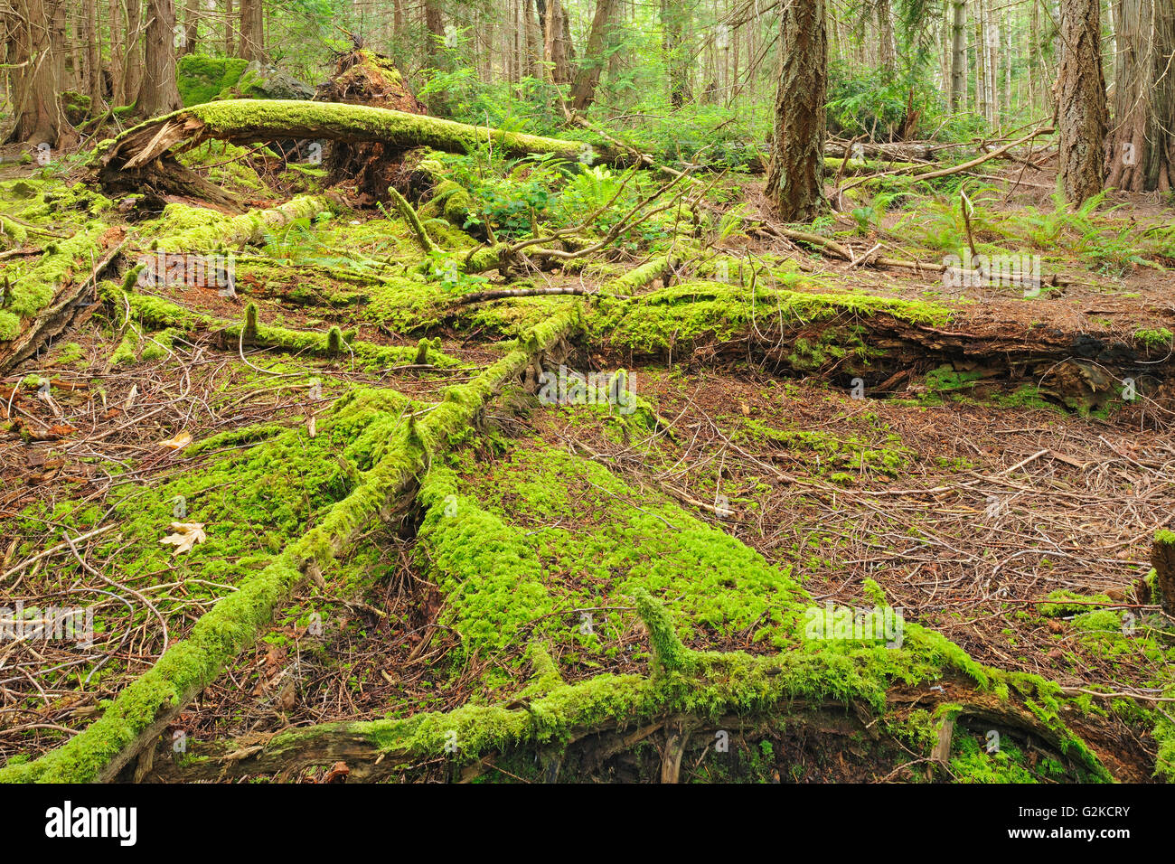 Moss covered trees on the forest floor Helliwell Provincial Park ...