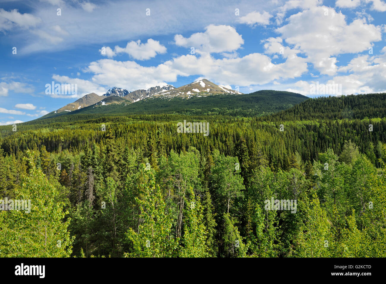 LAndscape near Good Hope Lake Stewart-Cassiar Highway British Columbia ...