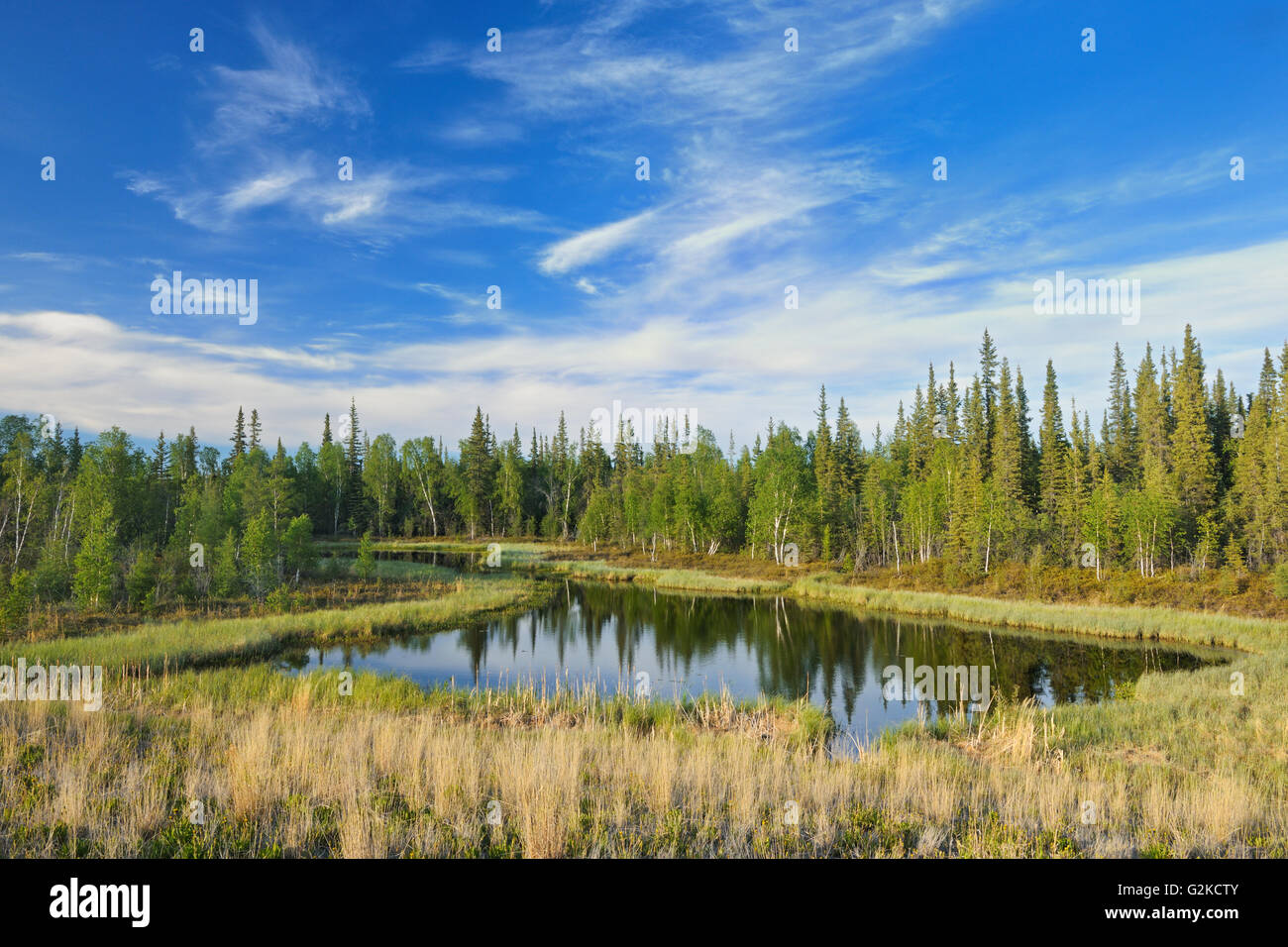 Wetland and boreal forest Near Yellowknife Northwest Territories Canada ...
