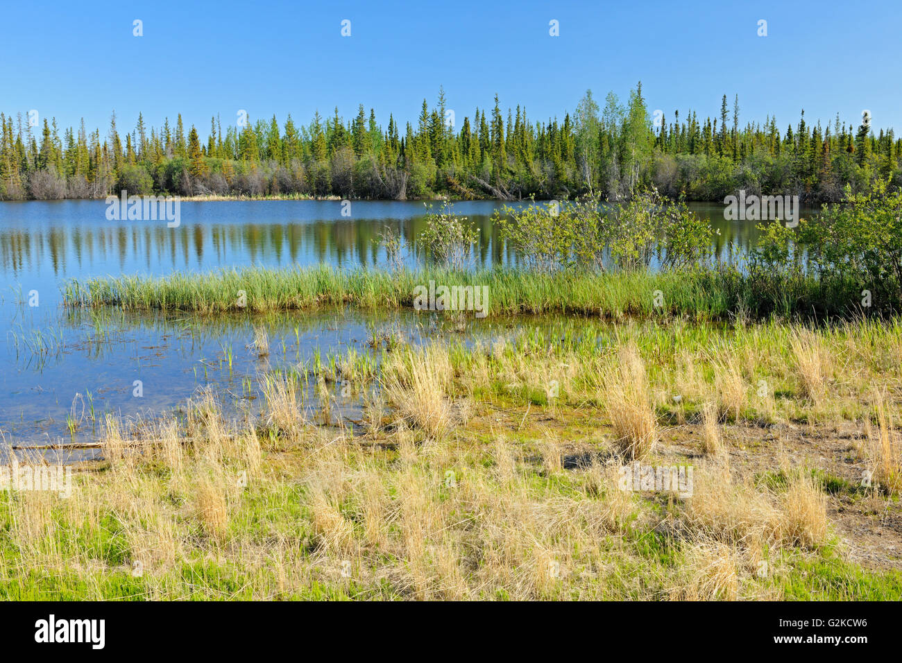 Wetland and boreal forest Near Yellowknife Northwest Territories Canada ...