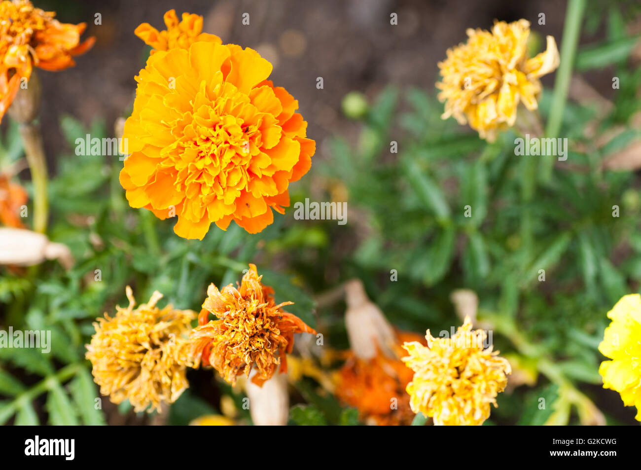 Warm flower hi-res stock photography and images - Alamy