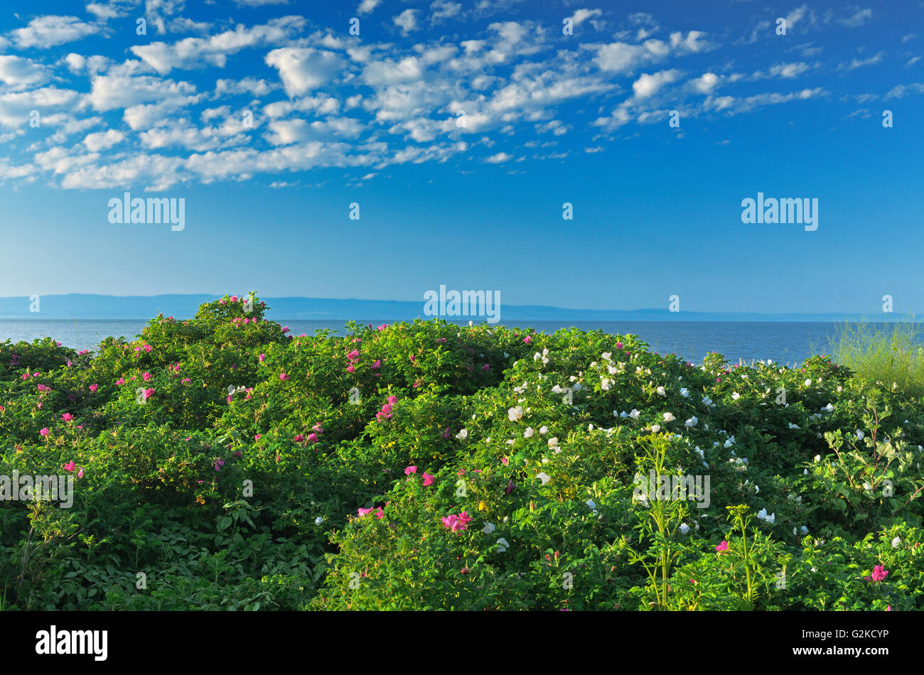 Wildflowers In Quebec Stock Photos & Wildflowers In Quebec Stock Images ...