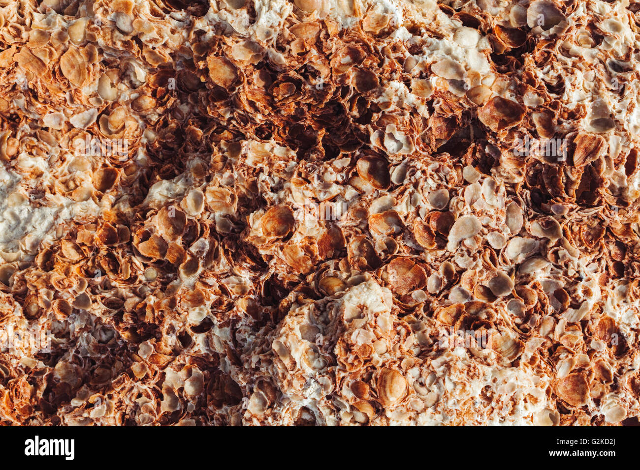 Limestone shell hi-res stock photography and images - Alamy