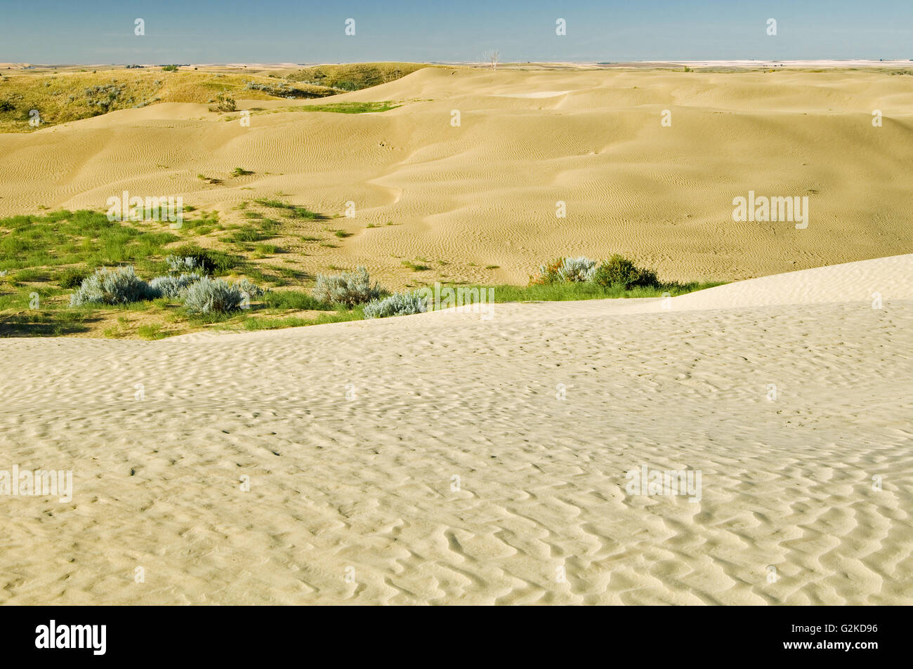 Sand dunes Great Sand Hills Saskatchewan Canada Stock Photo - Alamy