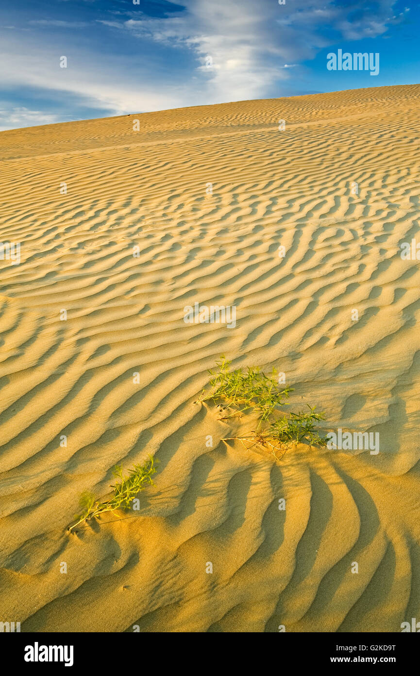 Ripples and sand dunes Great Sand Hills Saskatchewan Canada Stock Photo ...