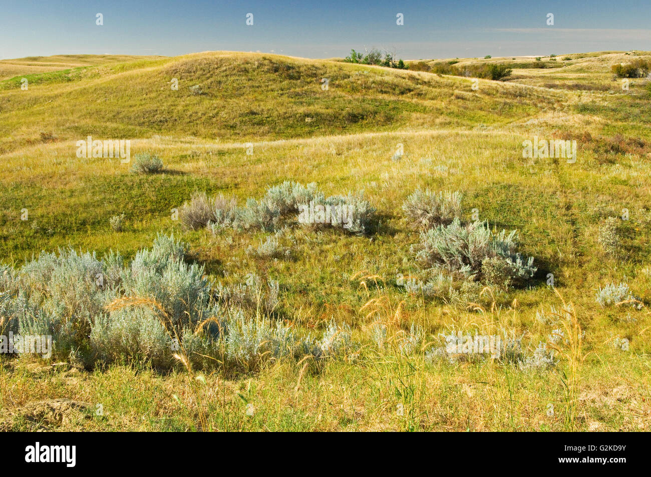 Sand dunes and vegetation Great Sand Hills Saskatchewan Canada Stock ...
