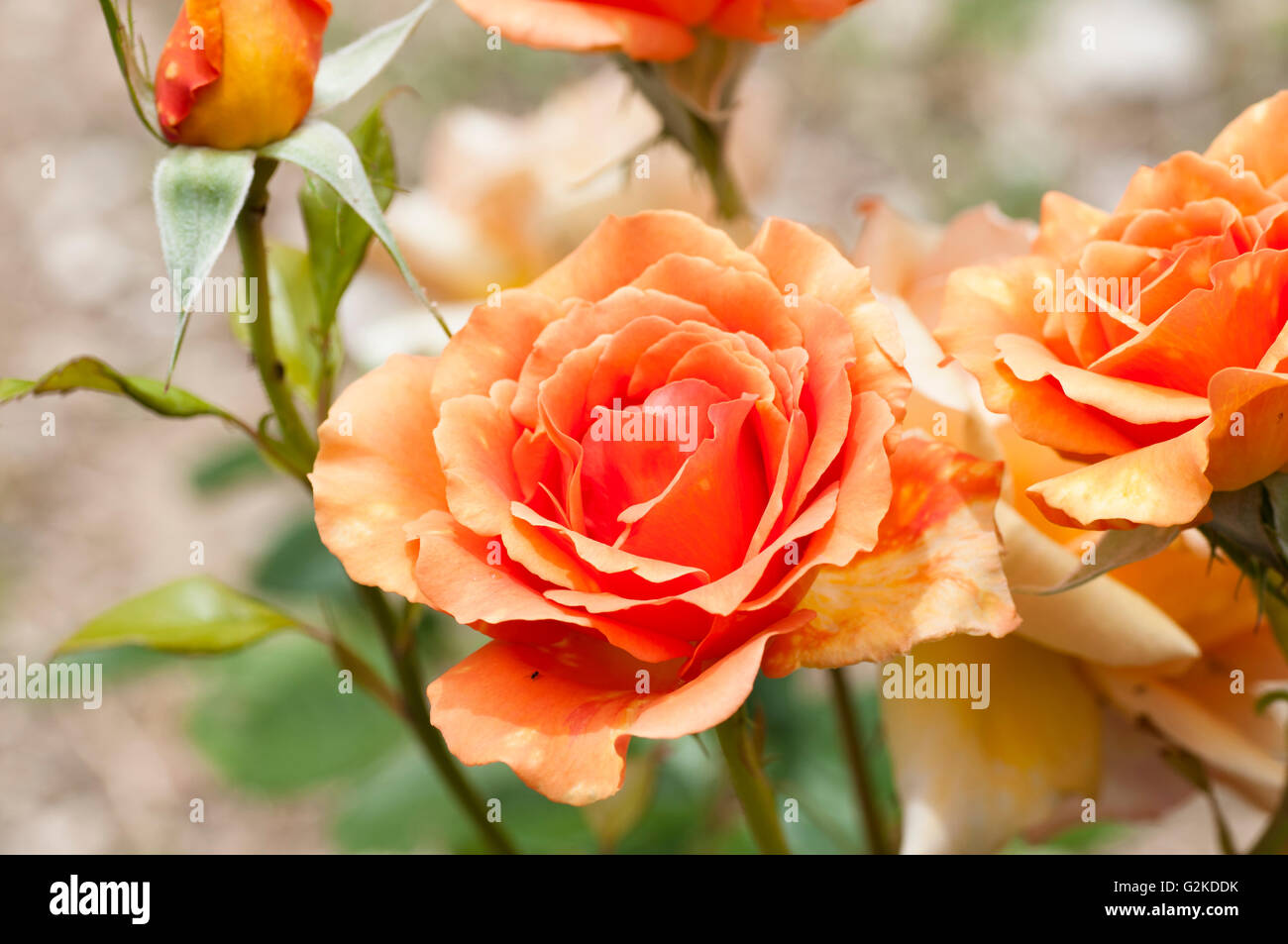 Beautiful pink thorn flower hi-res stock photography and images - Alamy