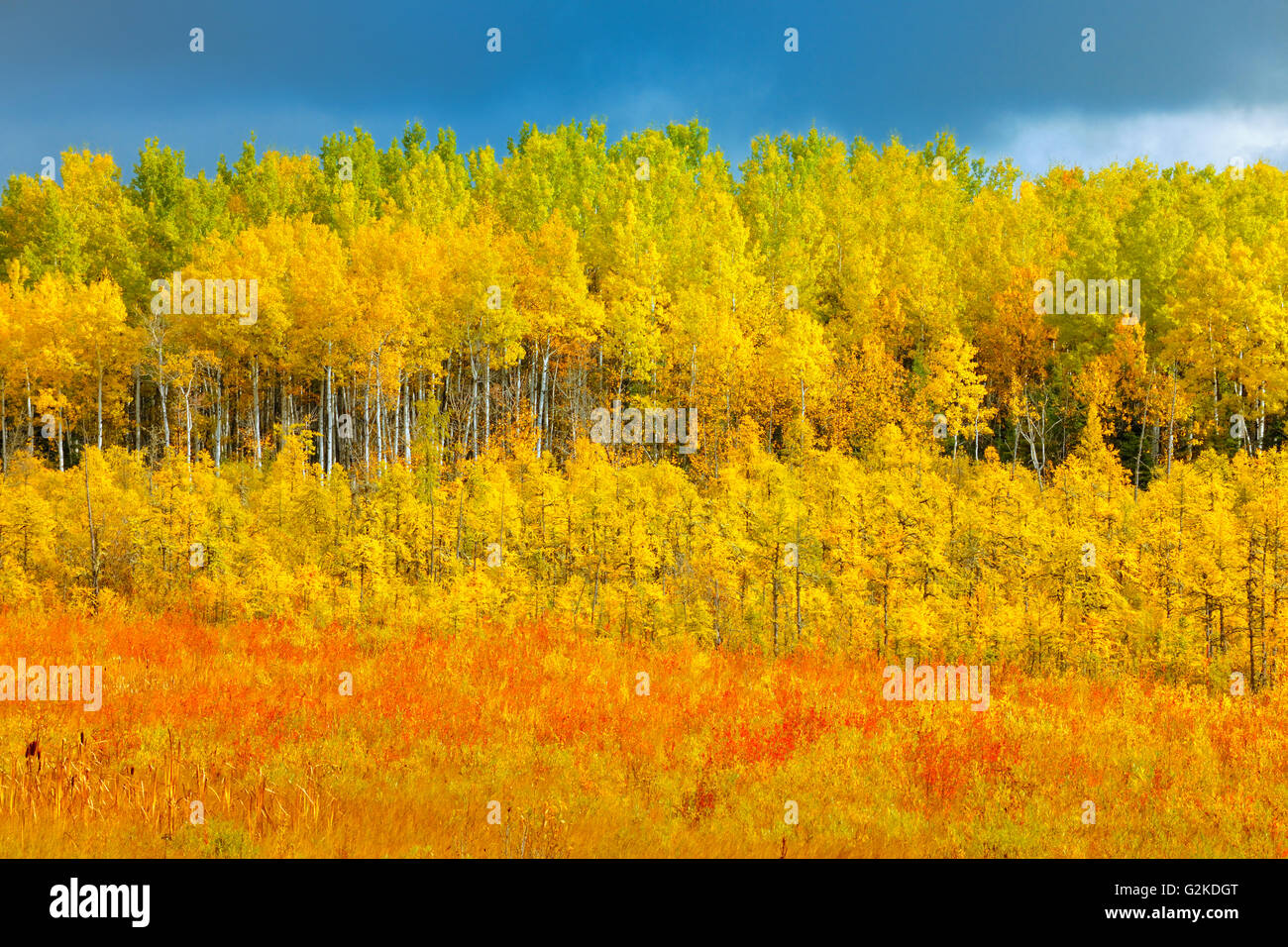 Trees by lake hi-res stock photography and images - Alamy