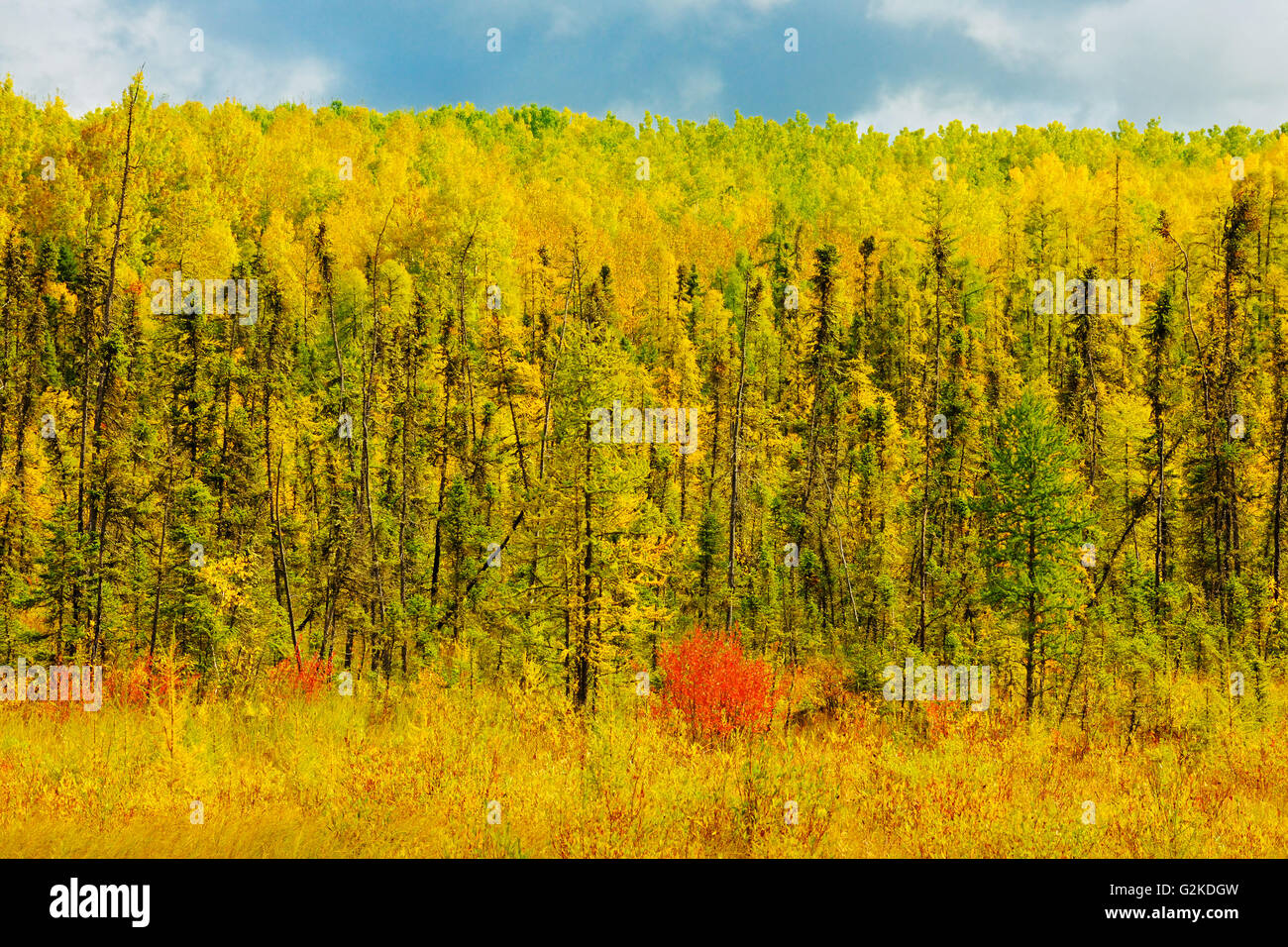 Meadow lake forest saskatchewan hi-res stock photography and images - Alamy