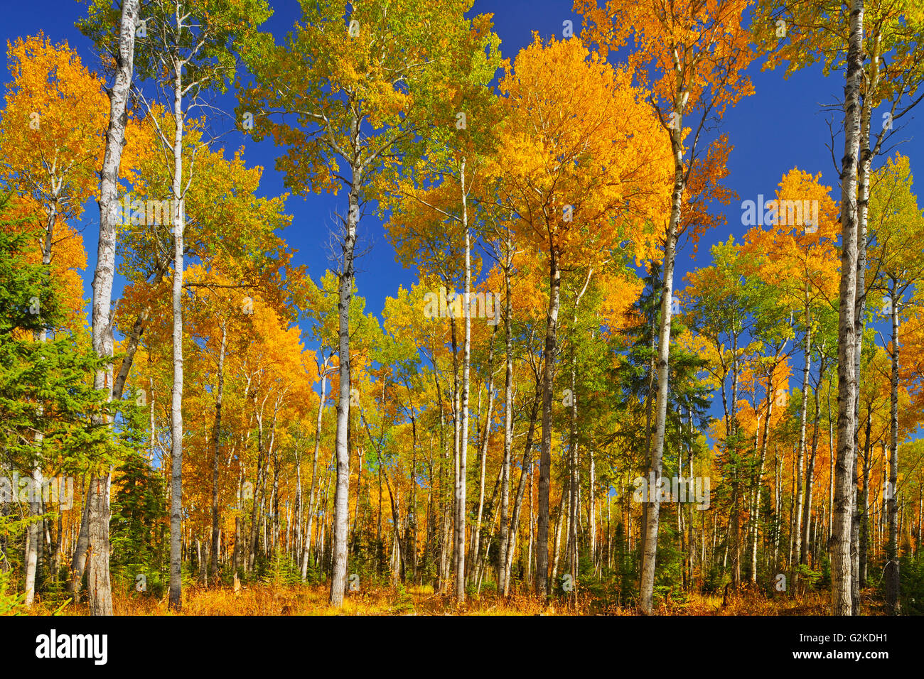 Trembling aspen (Populus tremuloides) forest in autumn colors Prince ...