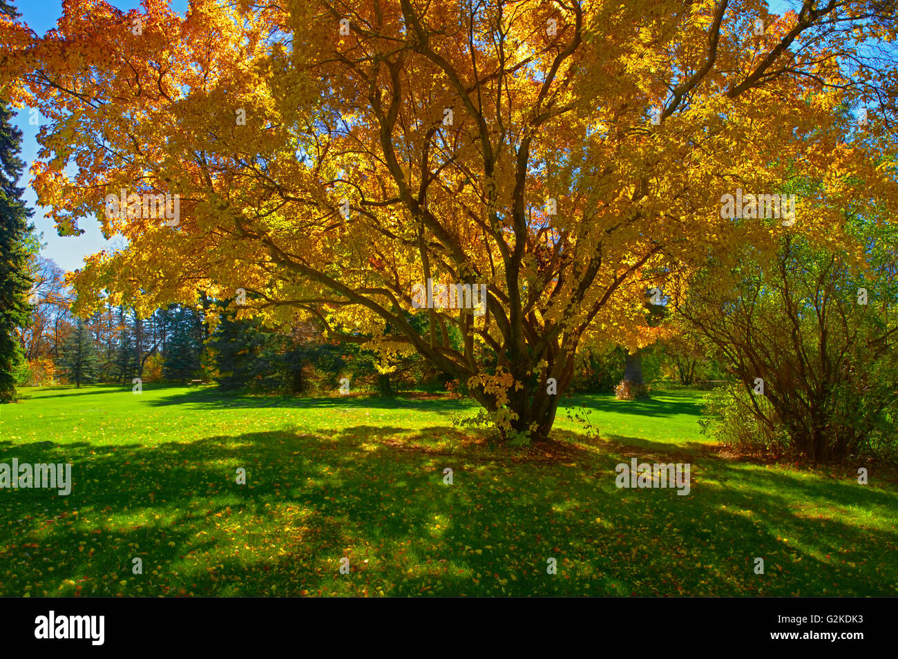 Amur maple hi-res stock photography and images - Alamy