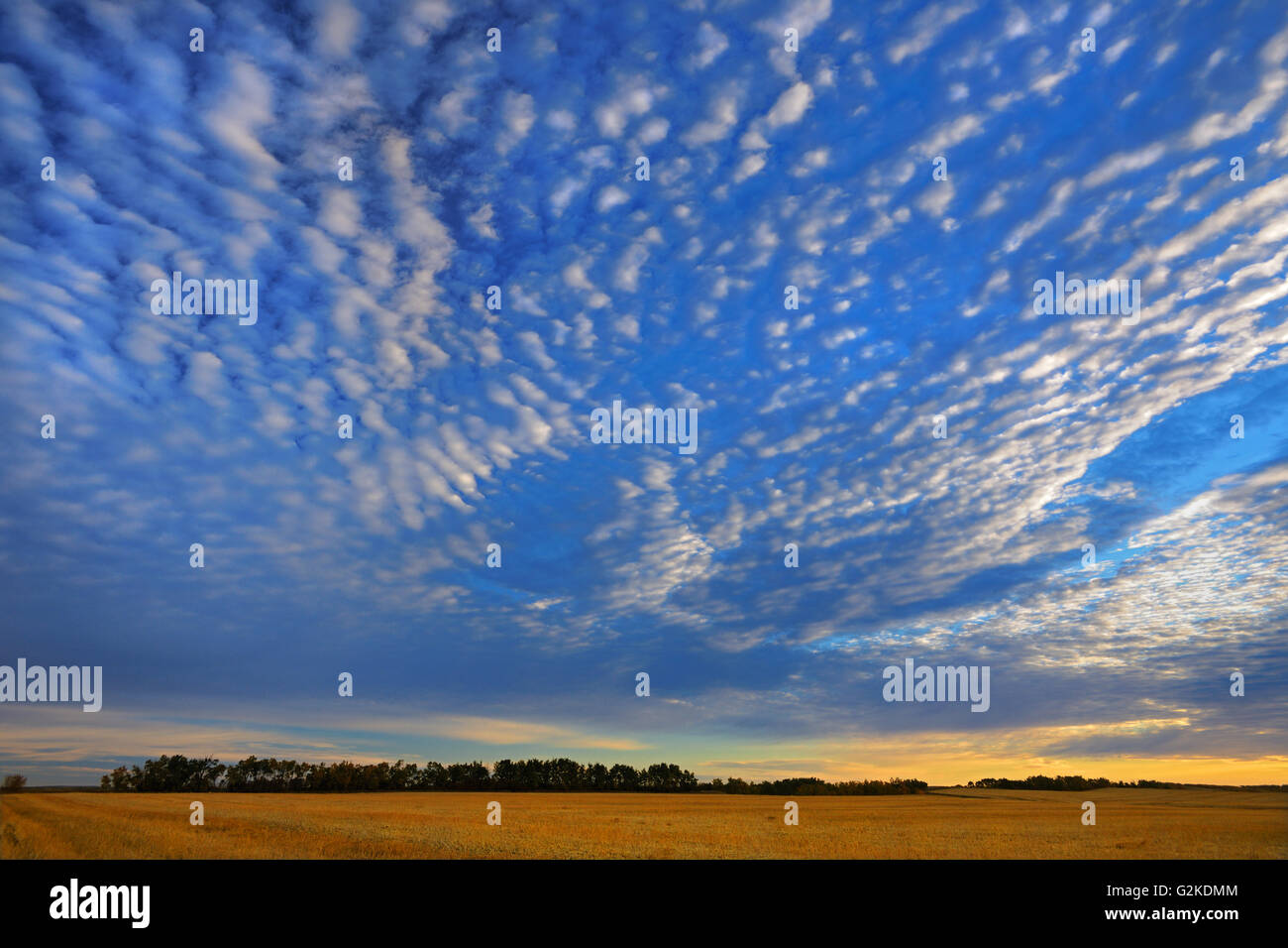 Lepine saskatchewan hi-res stock photography and images - Alamy
