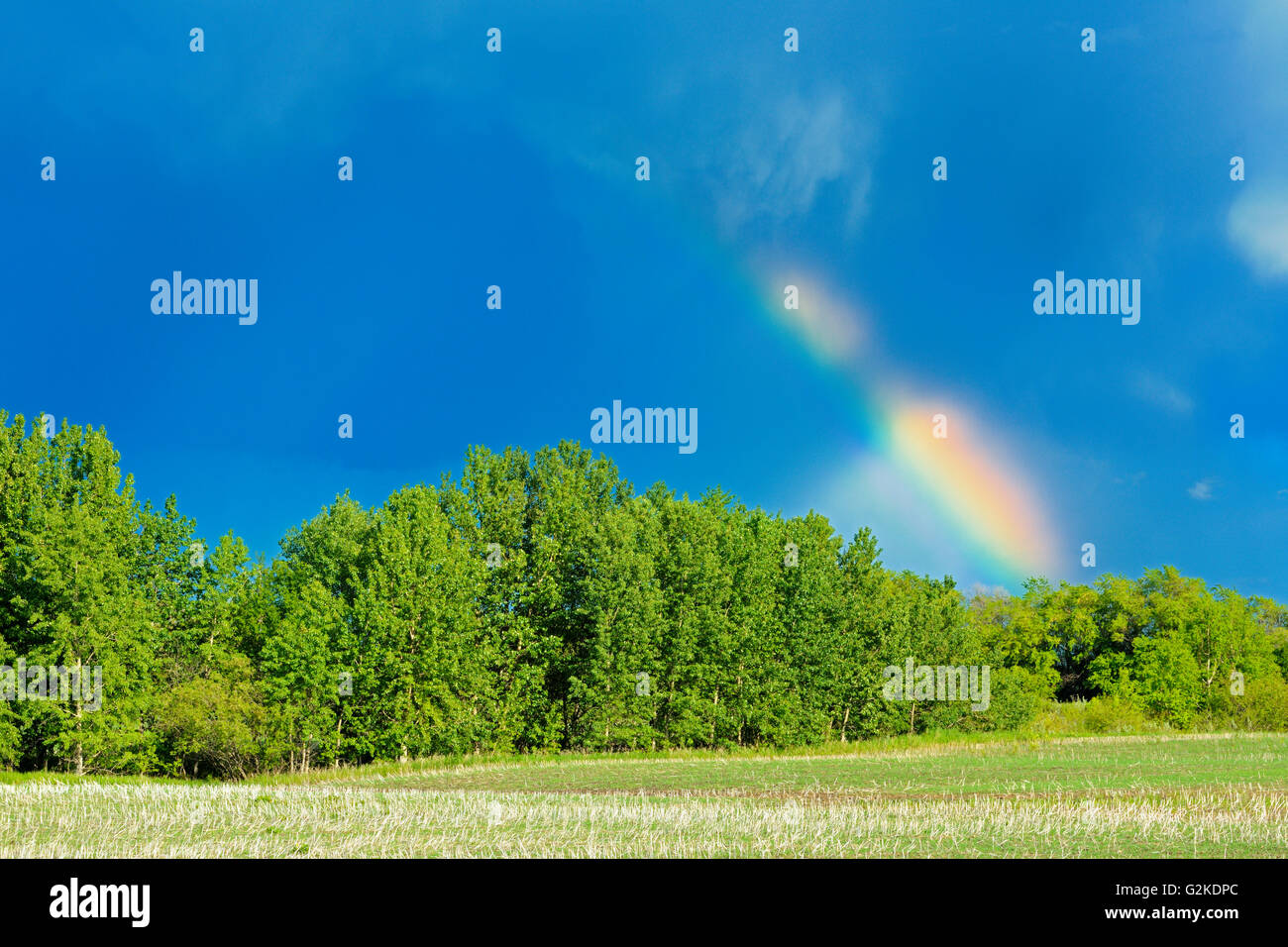 Rainbow and shelterbelt trees Wroxton Saskatchewan Canada Stock Photo ...