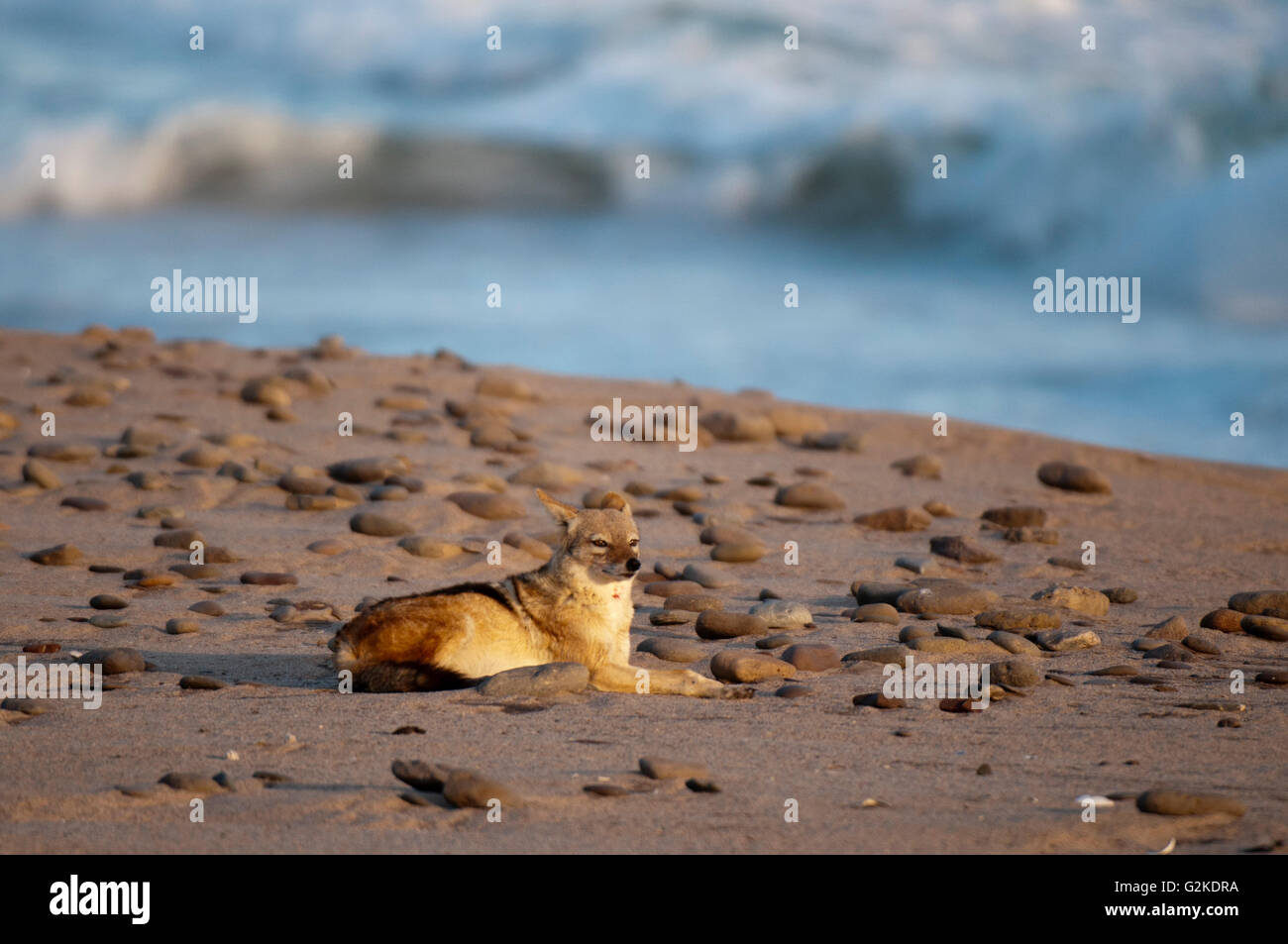 Black-backed Jackal (Canis mesomelas), Skeleton Coast National Park ...