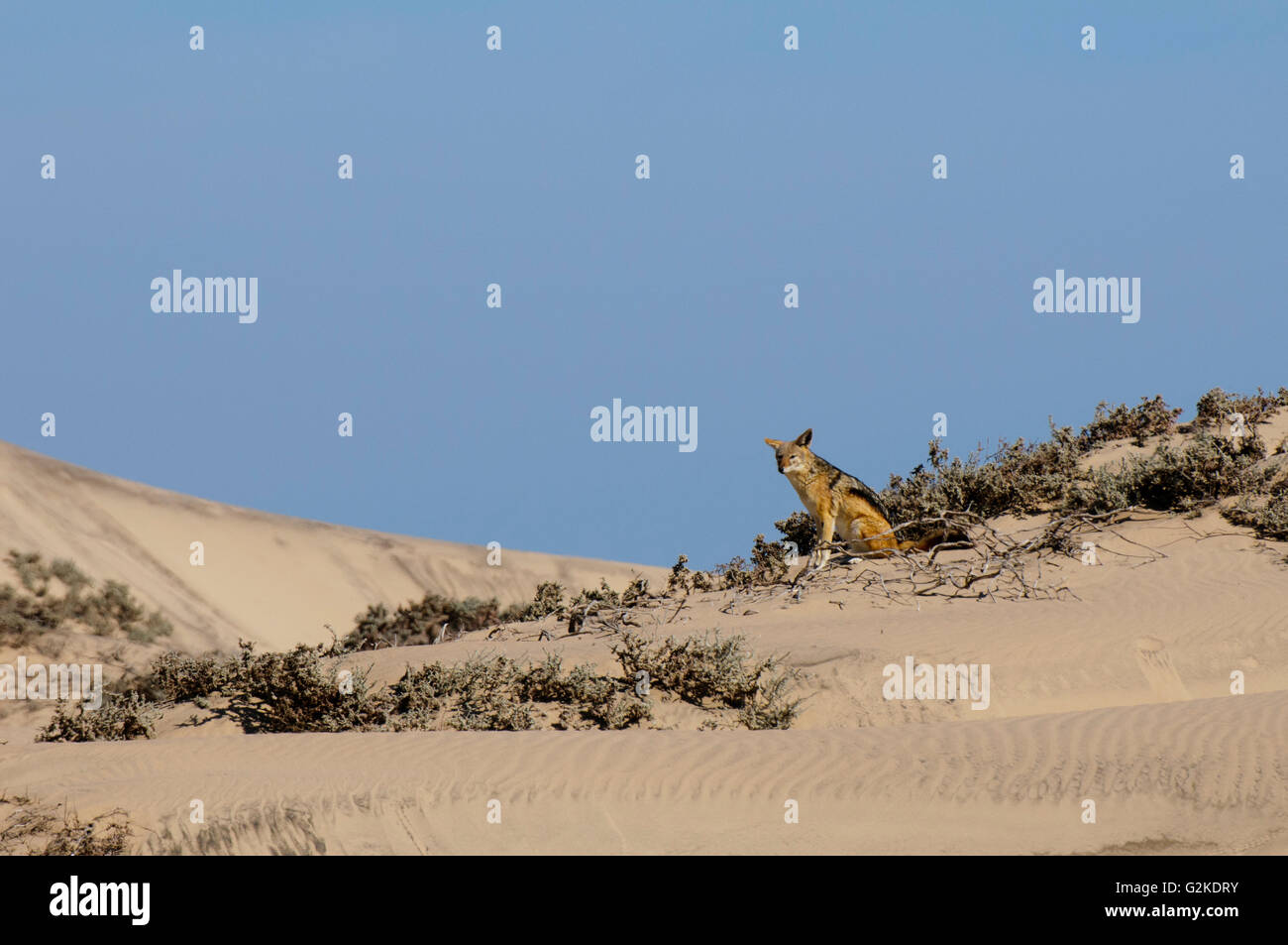 Black-backed Jackal (Canis mesomelas), Skeleton Coast National Park ...