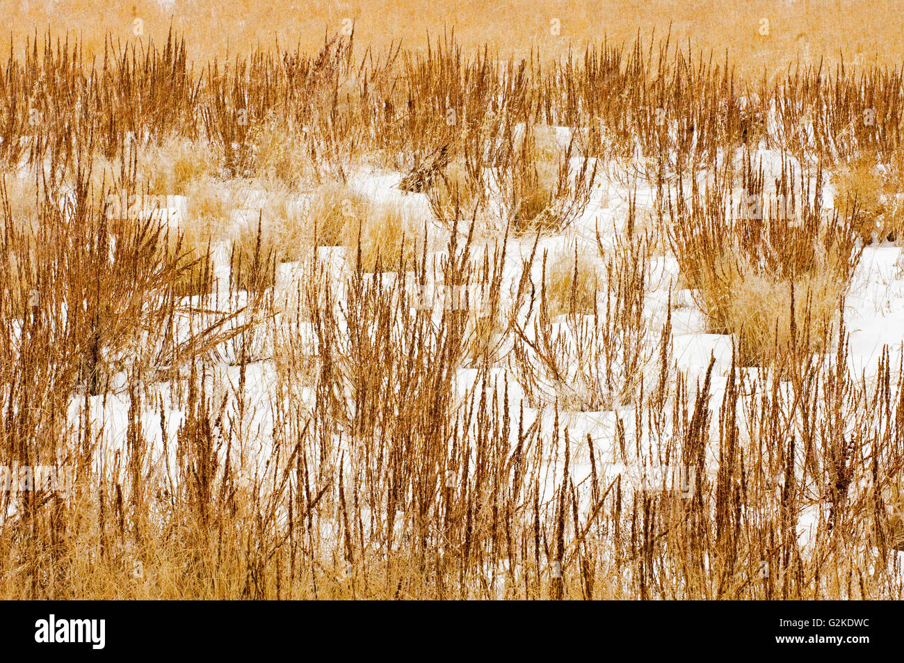 Prairie dock in ditch in winter Cadillac Saskatchewan Canada Stock ...