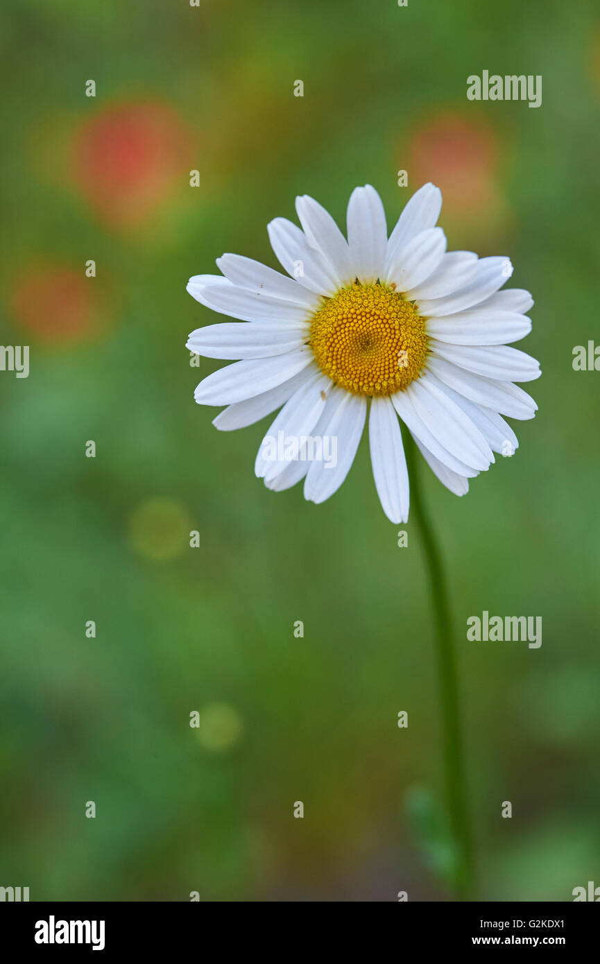 Oxeye Daisy, leucanthemum vulgare, Invasive Spoecies, Alberta, Wild ...