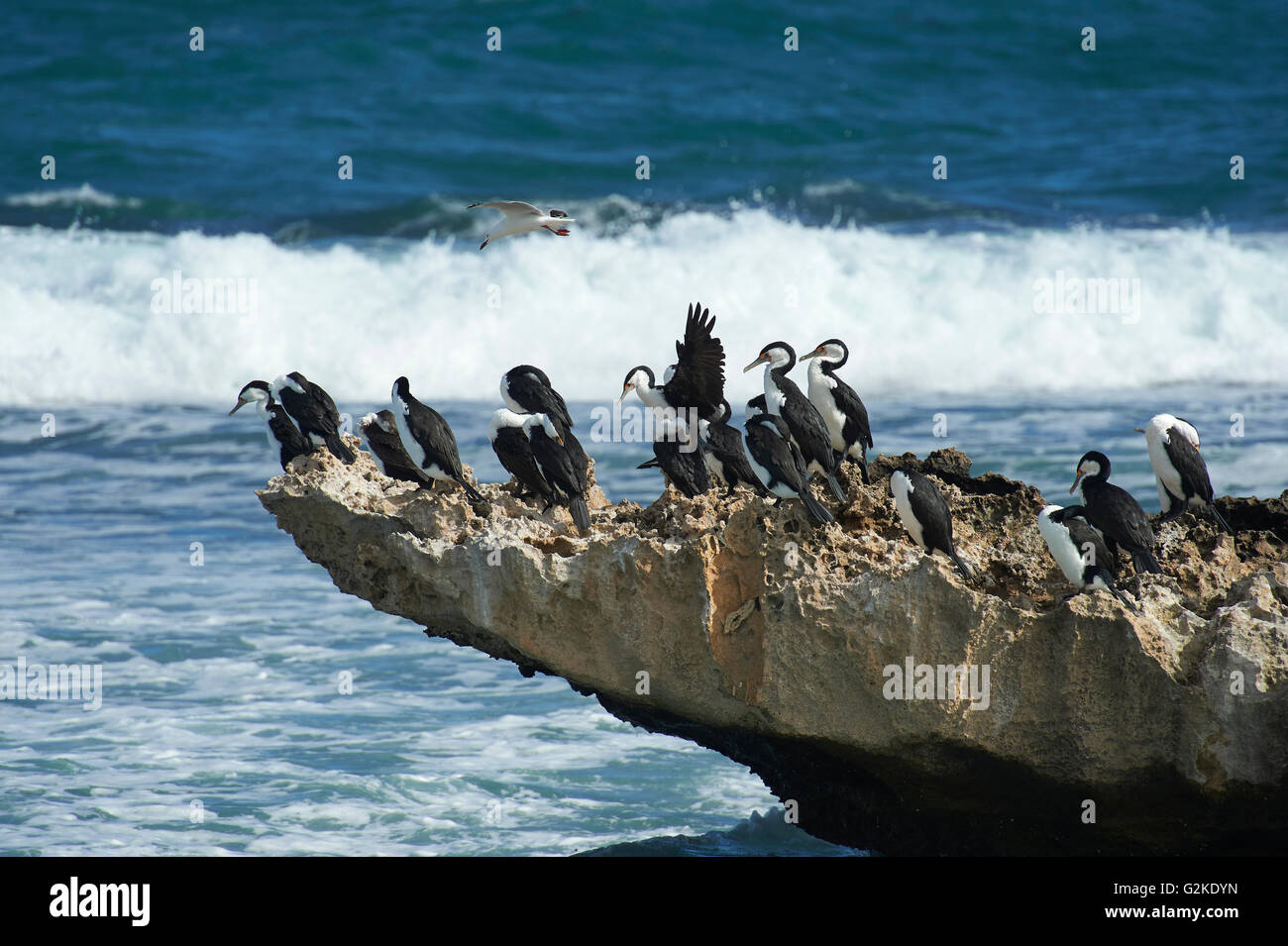 Australian pied cormorant phalacrocorax hi-res stock photography and ...