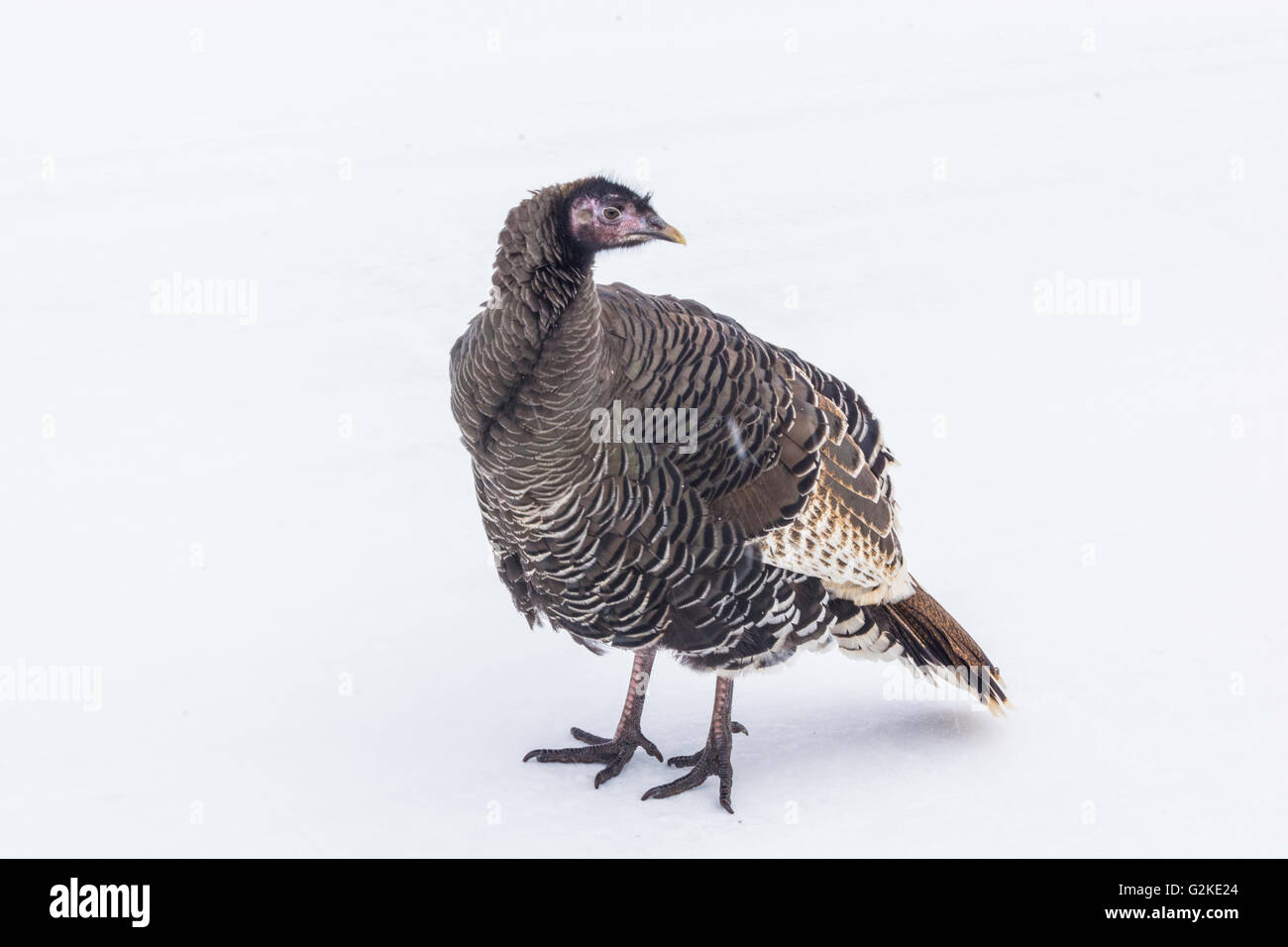 Yellowstone Wild Turkeys Five Fun Facts About… The Wild Turkey