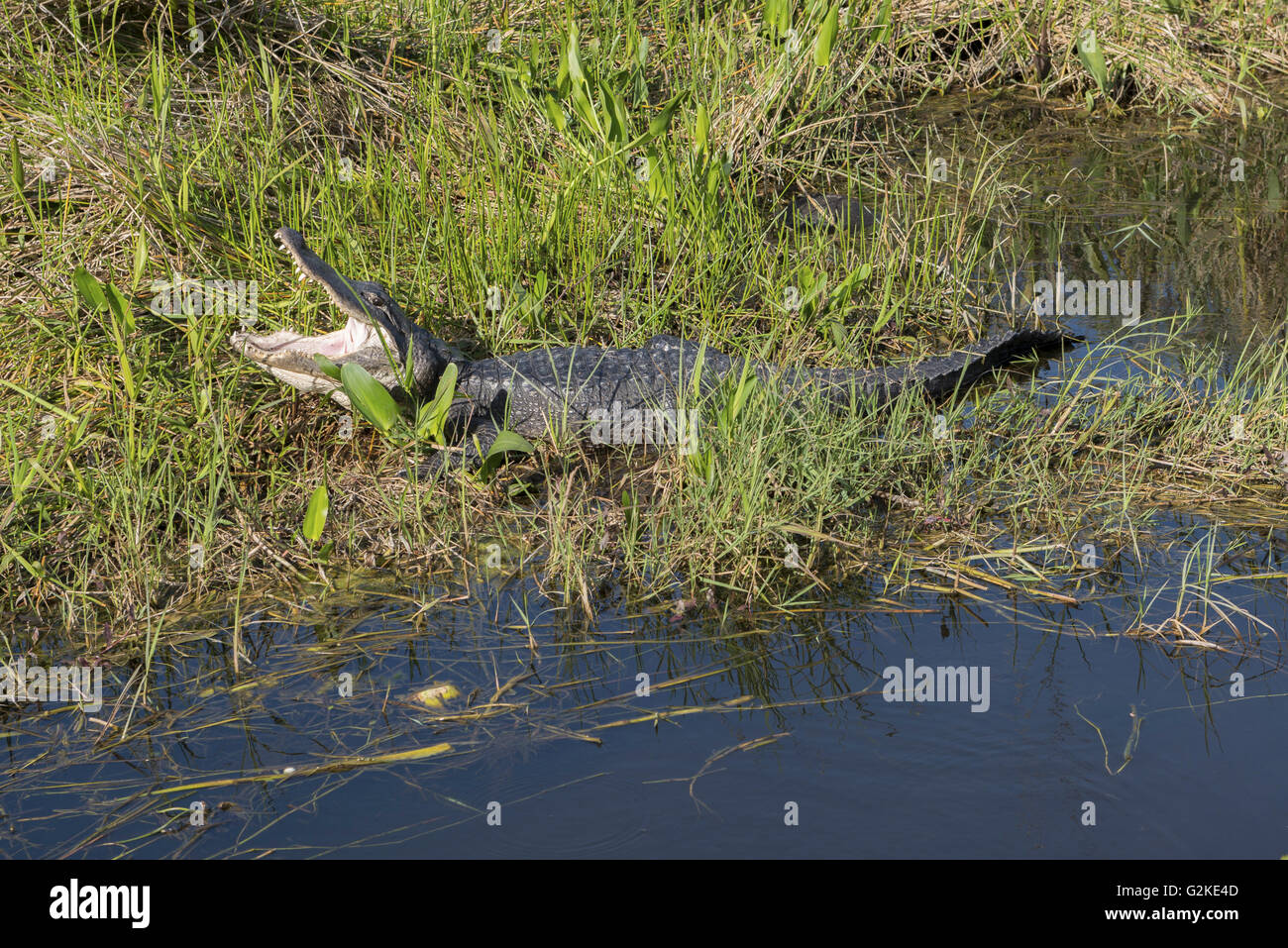 American Alligator (Alligator mississippiensis) with open mouth ...