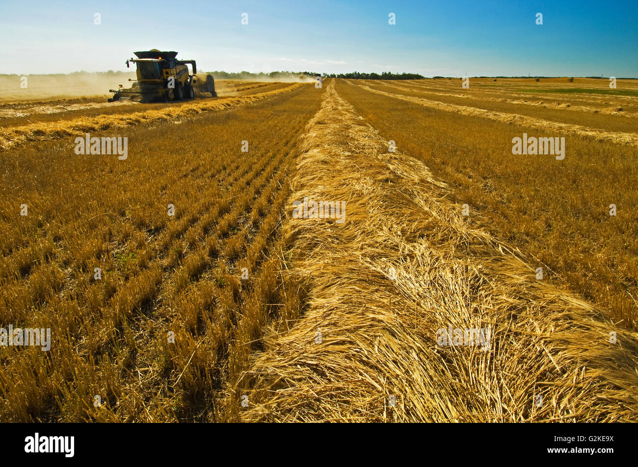 harvesting 2 Row barley (variety Stratus) Fairlight Saskatchewan Canada ...