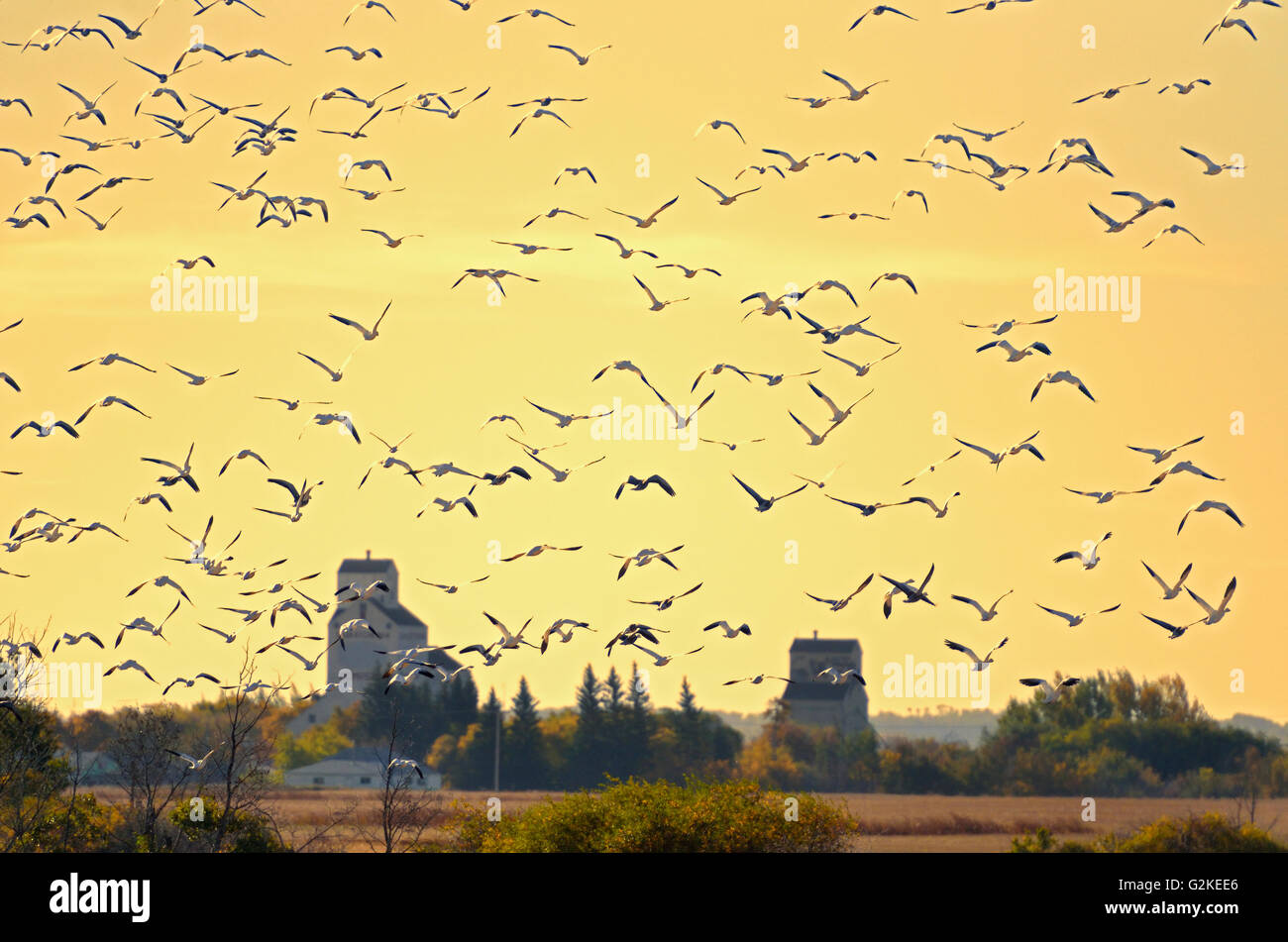 Grain elevators and geese at sunrise hi-res stock photography and ...
