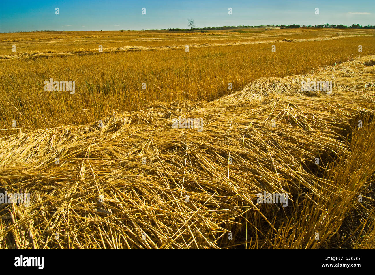 2 row barley hi-res stock photography and images - Alamy
