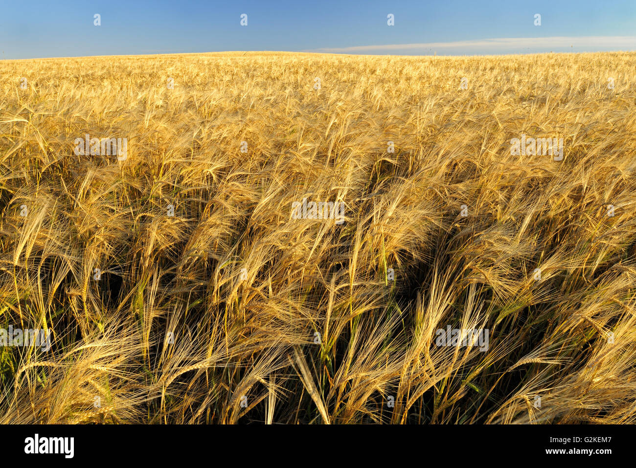 2 row barley hi-res stock photography and images - Alamy