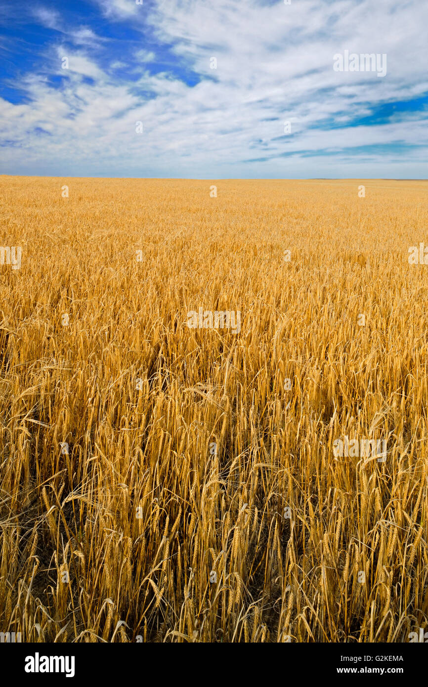 2 Row barley field near Piapot Saskatchewan Canada Stock Photo - Alamy