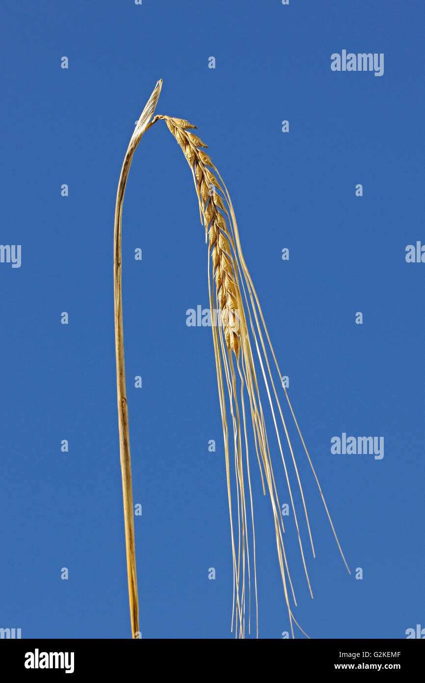 2 Row Barley closeup Piapot Saskatchewan Canada Stock Photo - Alamy