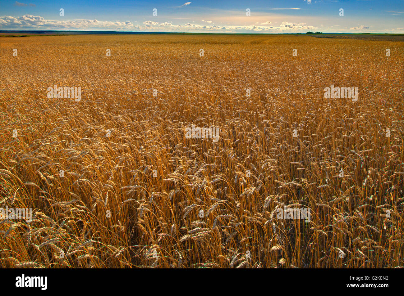 Wheat field Hodgeville Saskatchewan Canada Stock Photo - Alamy