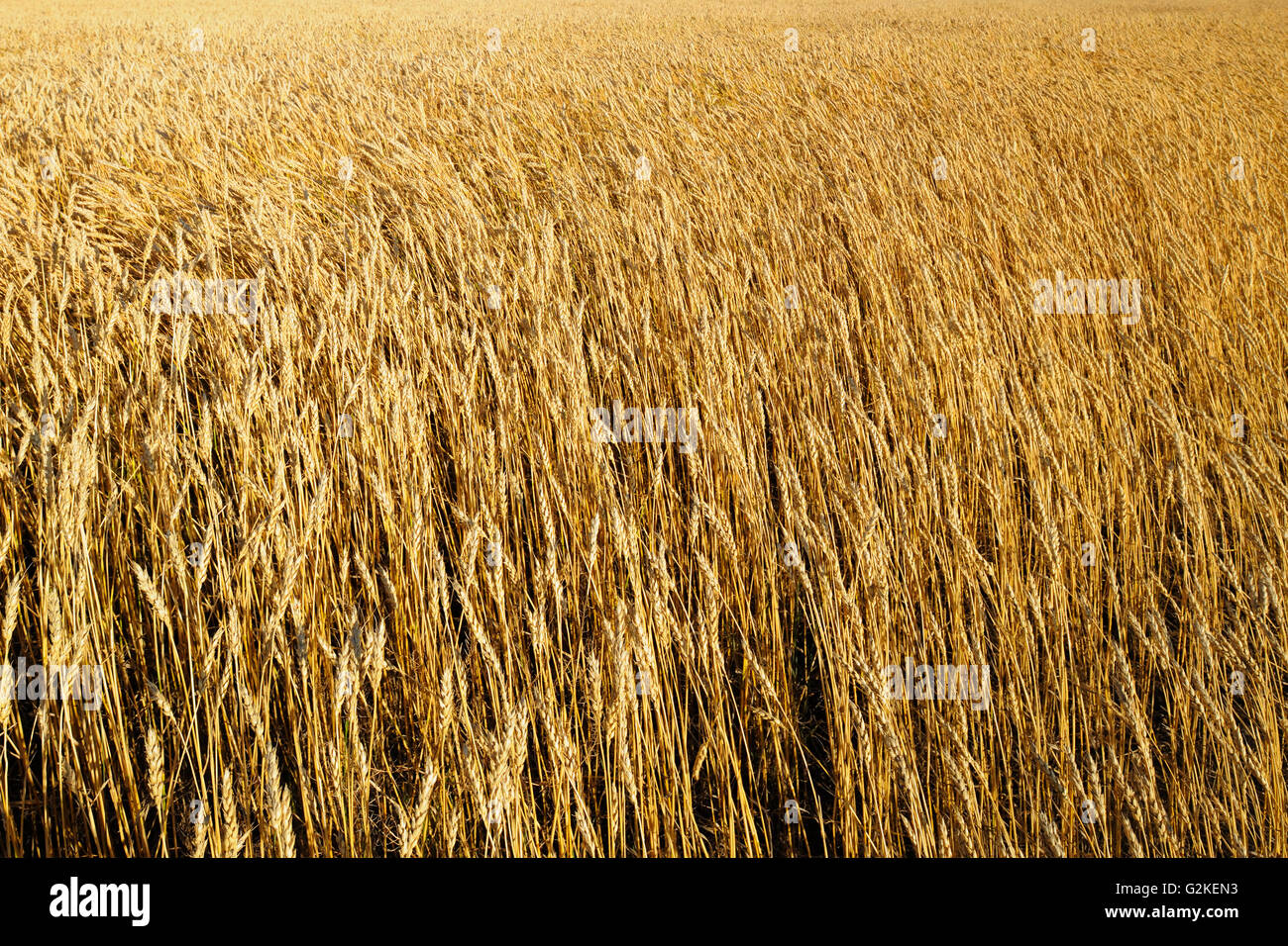 Wheat field Morse Saskatchewan Canada Stock Photo - Alamy