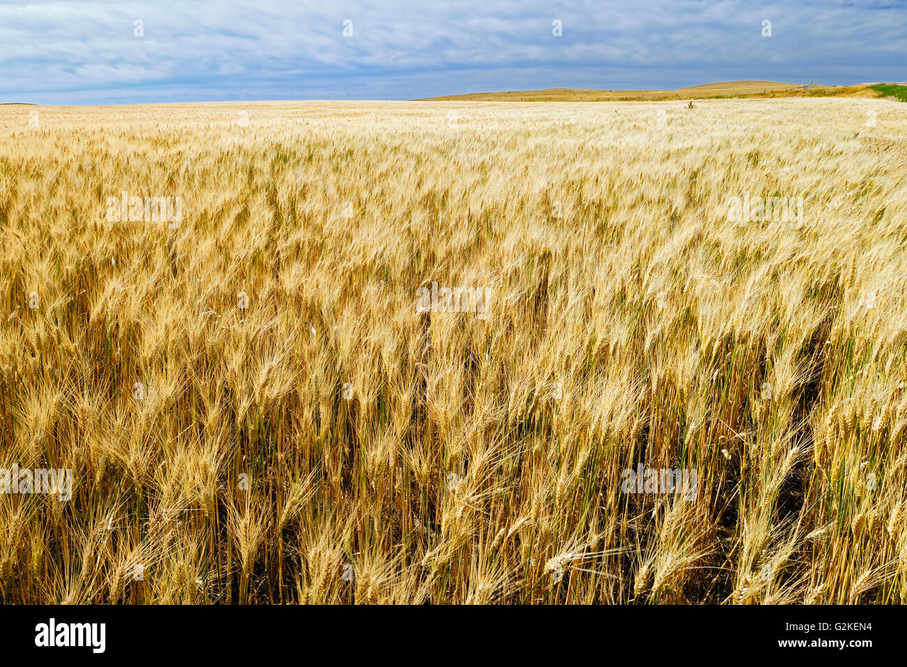 Wheat field near Piapot Saskatchewan Canada Stock Photo - Alamy