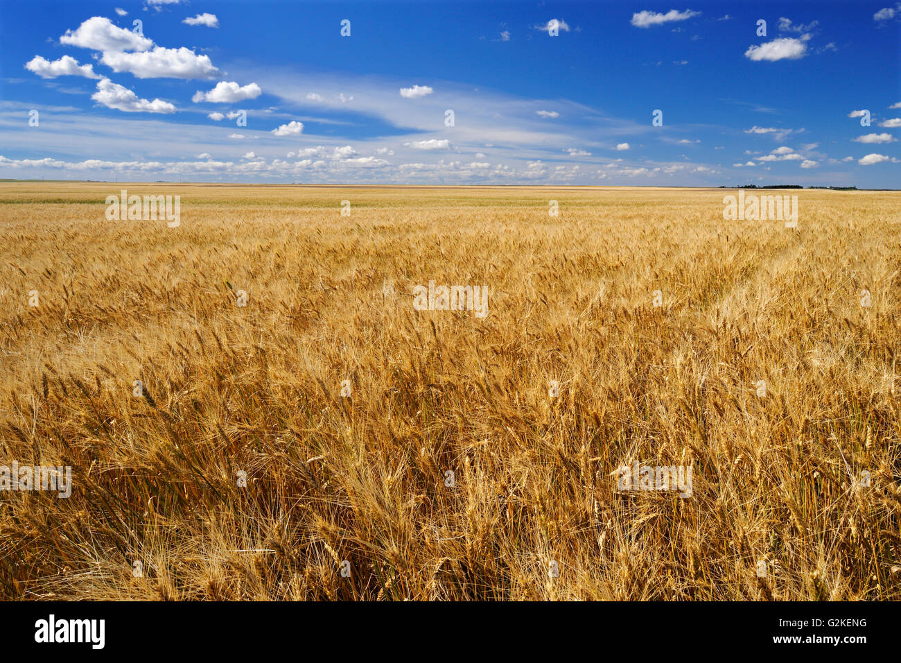 Wheat field Rosenhof Saskatchewan Canada Stock Photo - Alamy