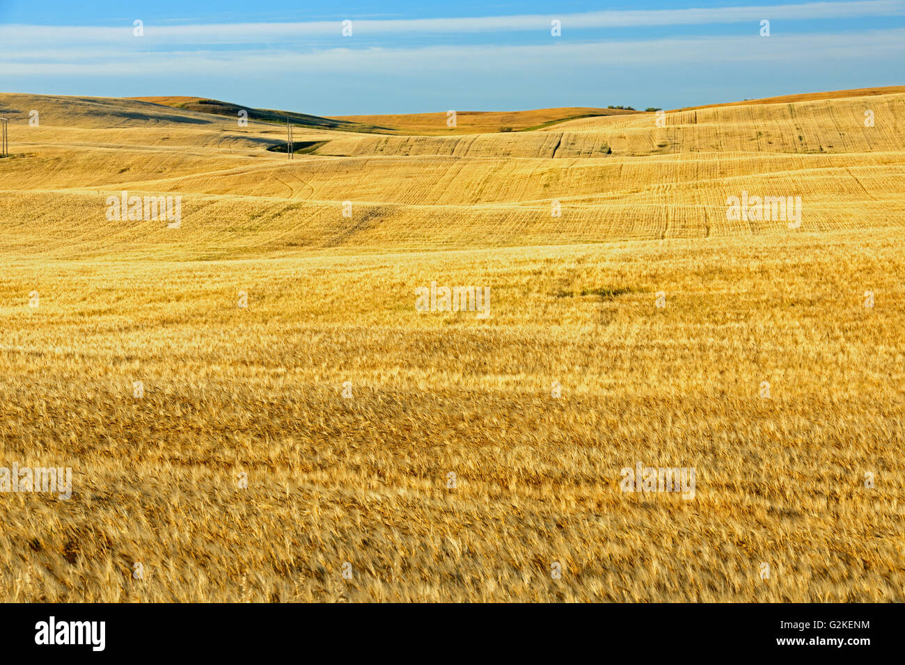 Wheat field WEBB Saskatchewan Canada Stock Photo - Alamy