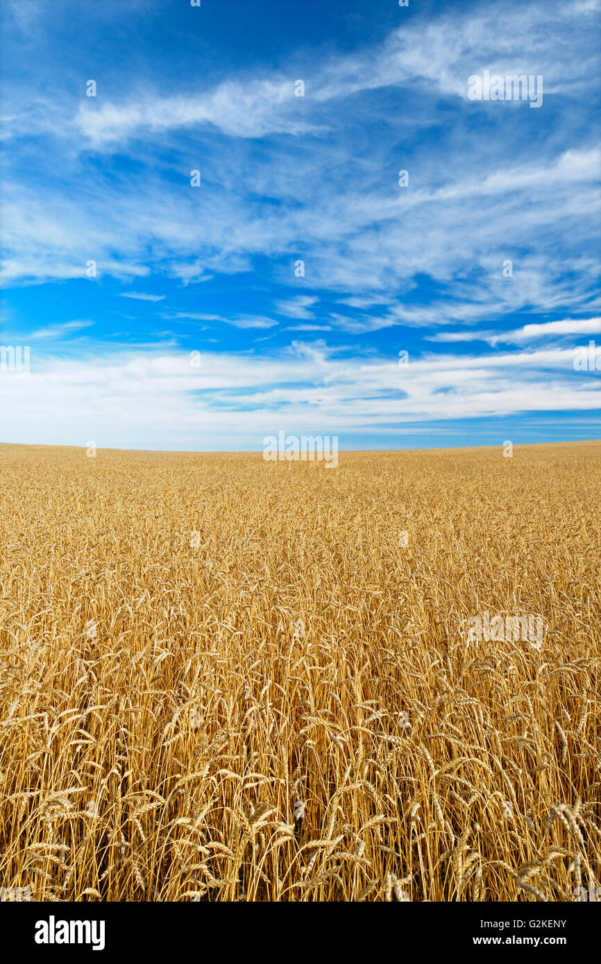 Wheat field near Piapot Saskatchewan Canada Stock Photo - Alamy