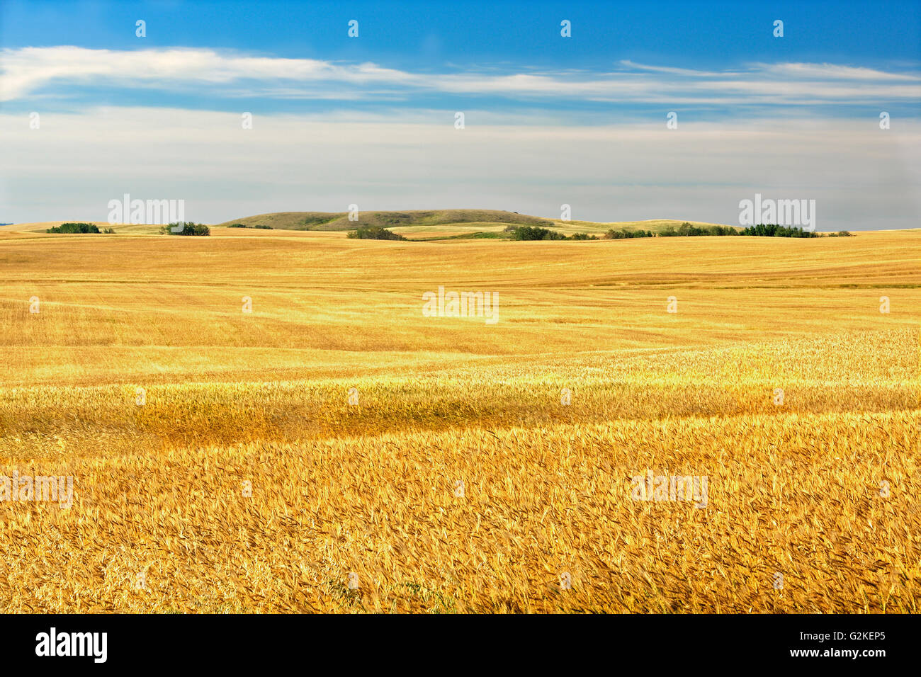 Wheat field WEBB Saskatchewan Canada Stock Photo - Alamy