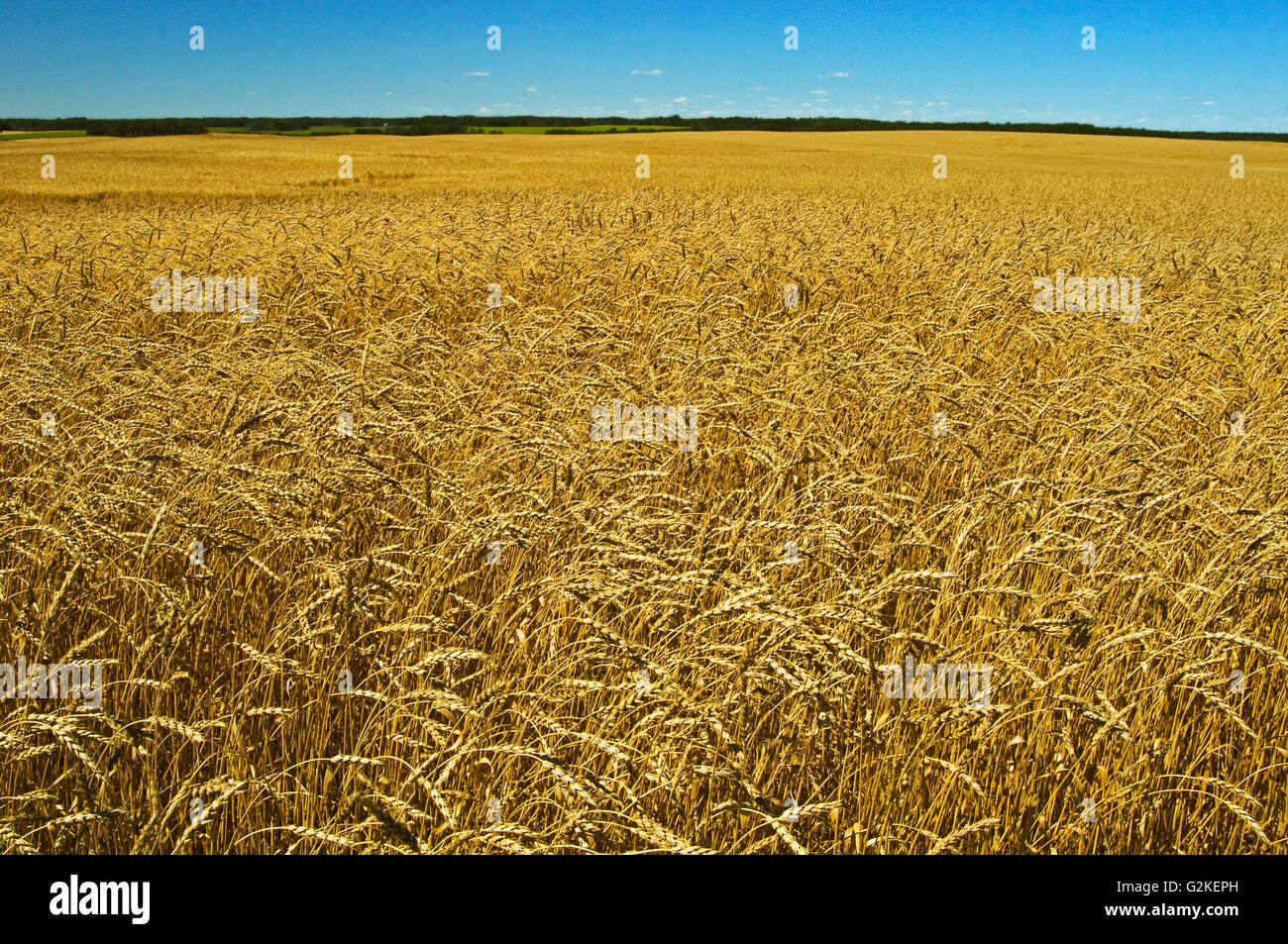 wheat field Fairlight Saskatchewan Canada Stock Photo - Alamy