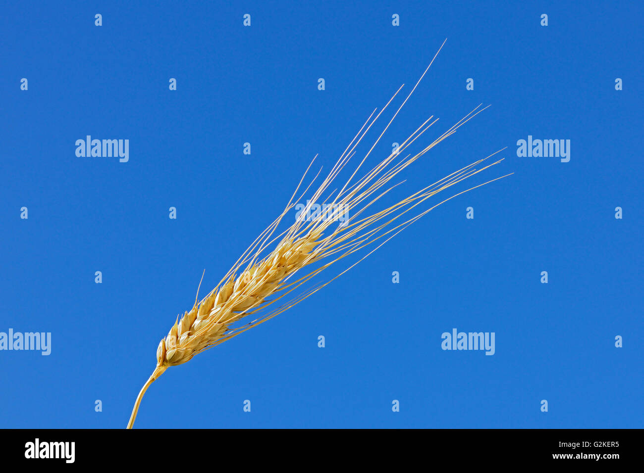 Indian head saskatchewan hi-res stock photography and images - Alamy