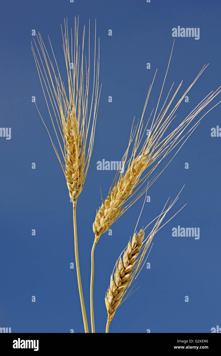 Wheat farming indian hi-res stock photography and images - Alamy